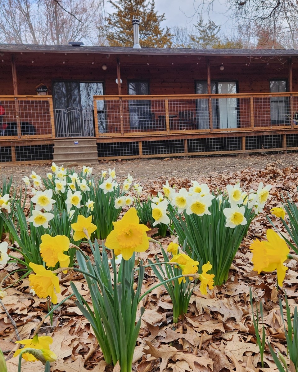 Tour the cabin at Mutton Creek Getaway – Mutton Creek Getaway